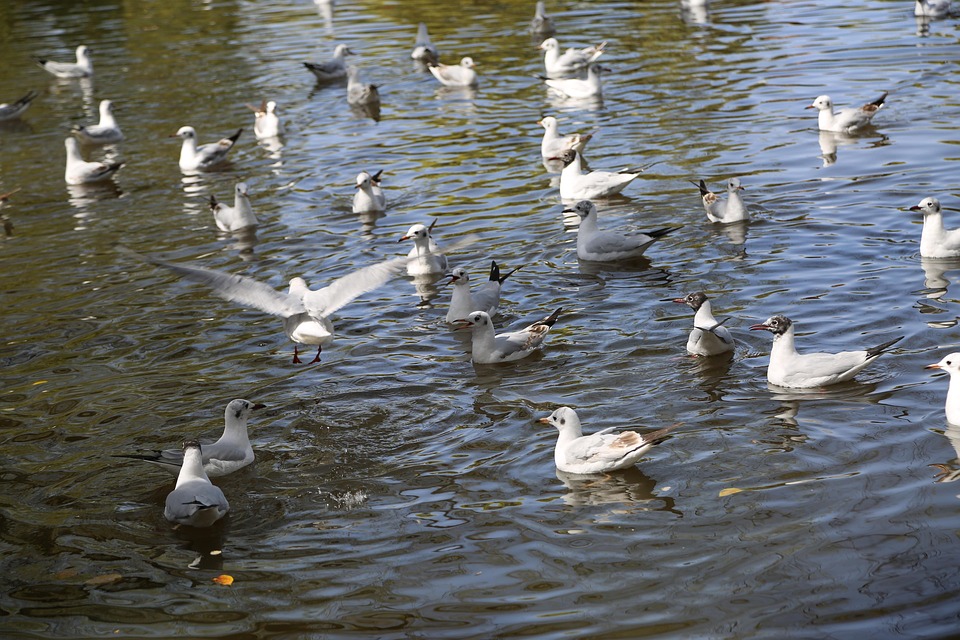 Kunming Cygne Animal Le Lac Des - Photo gratuite sur Pixabay - Pixabay