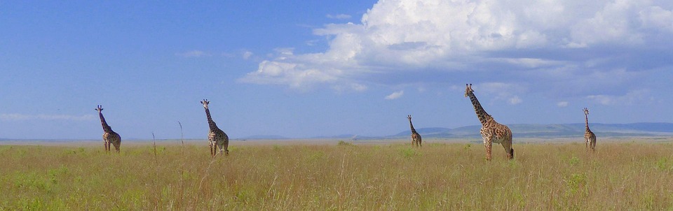 African Horizon Reach For The Sky - Free photo on Pixabay - Pixabay
