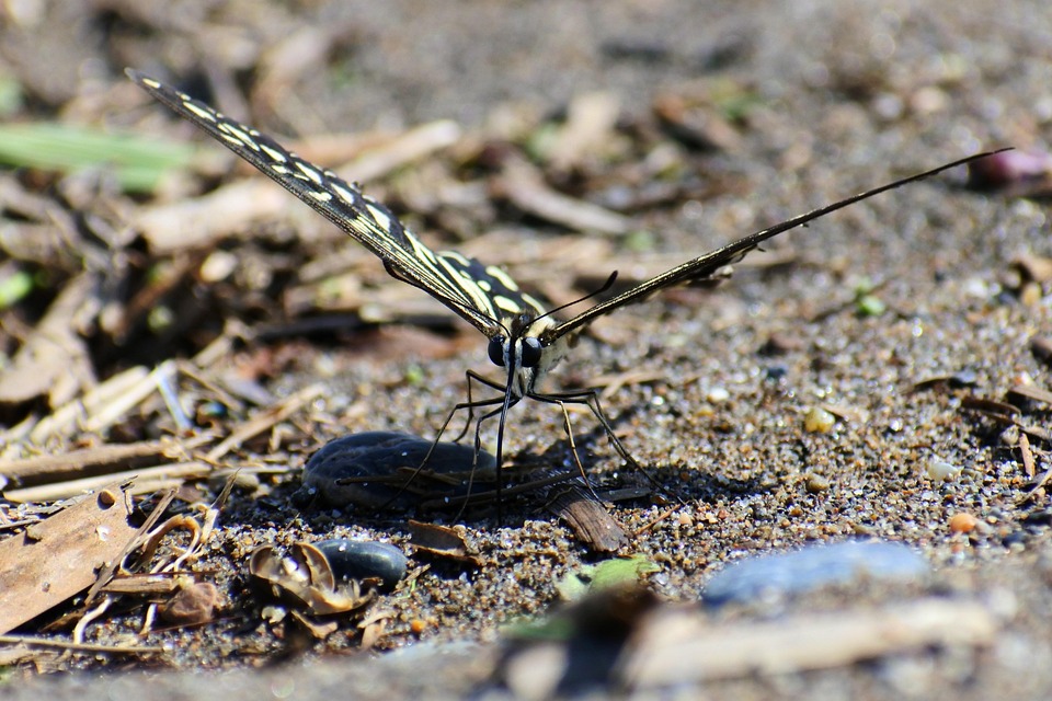 Natural Landscape Insect - Free photo on Pixabay - Pixabay