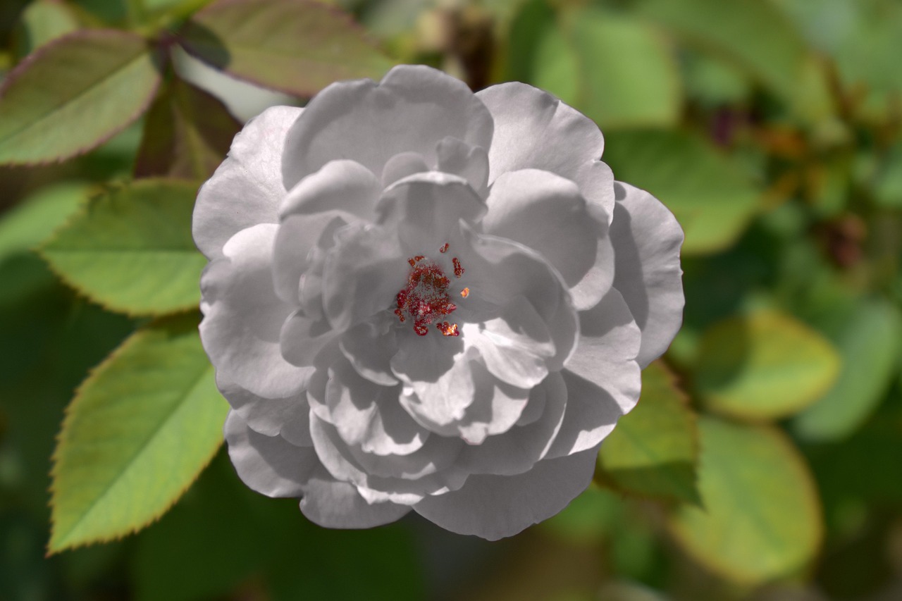 White Rose Flower Petals - Free photo on Pixabay