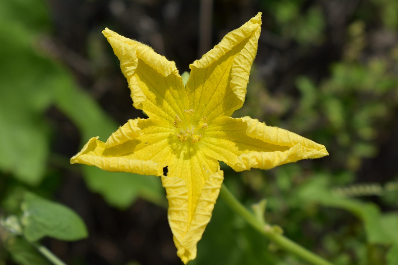 Ridge Gourd Flower Yellow - Free photo on Pixabay
