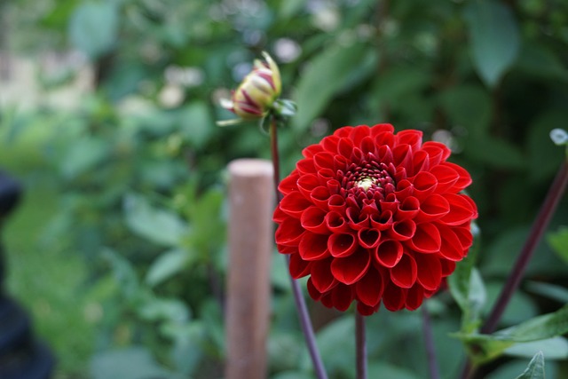 Dahlia Bunga - Foto gratis di Pixabay - Pixabay