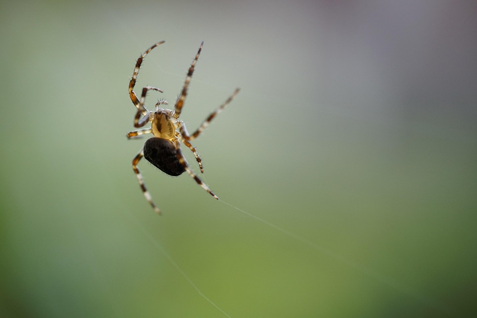 Spin Garden Spider - Free photo on Pixabay