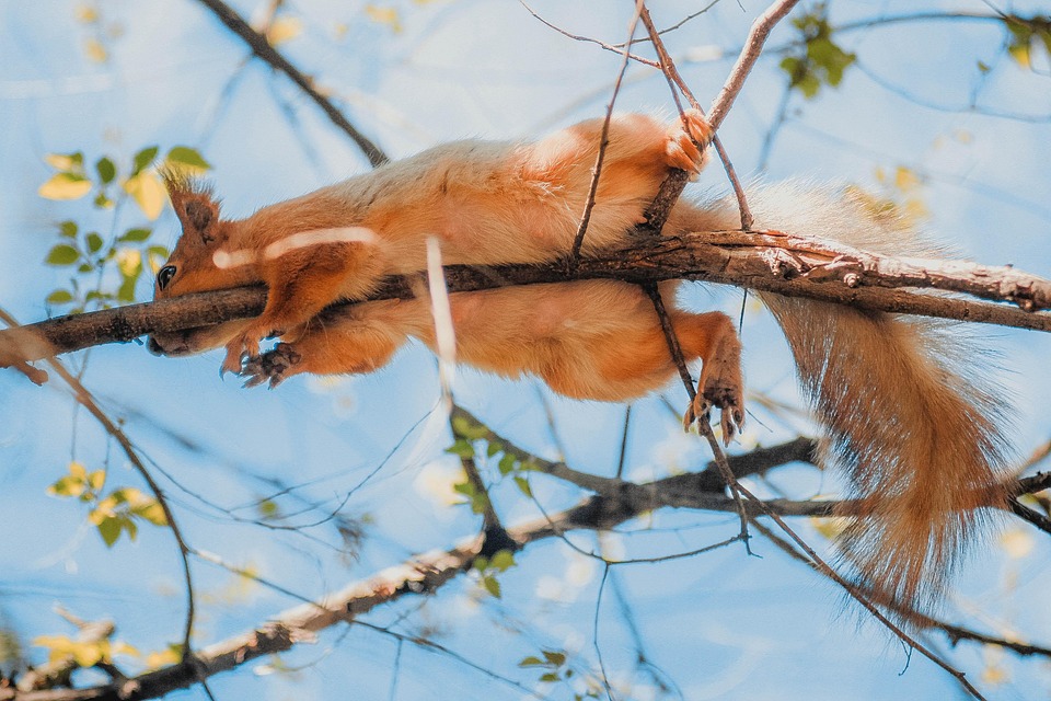 Photo Animaux La Nature - Photo gratuite sur Pixabay