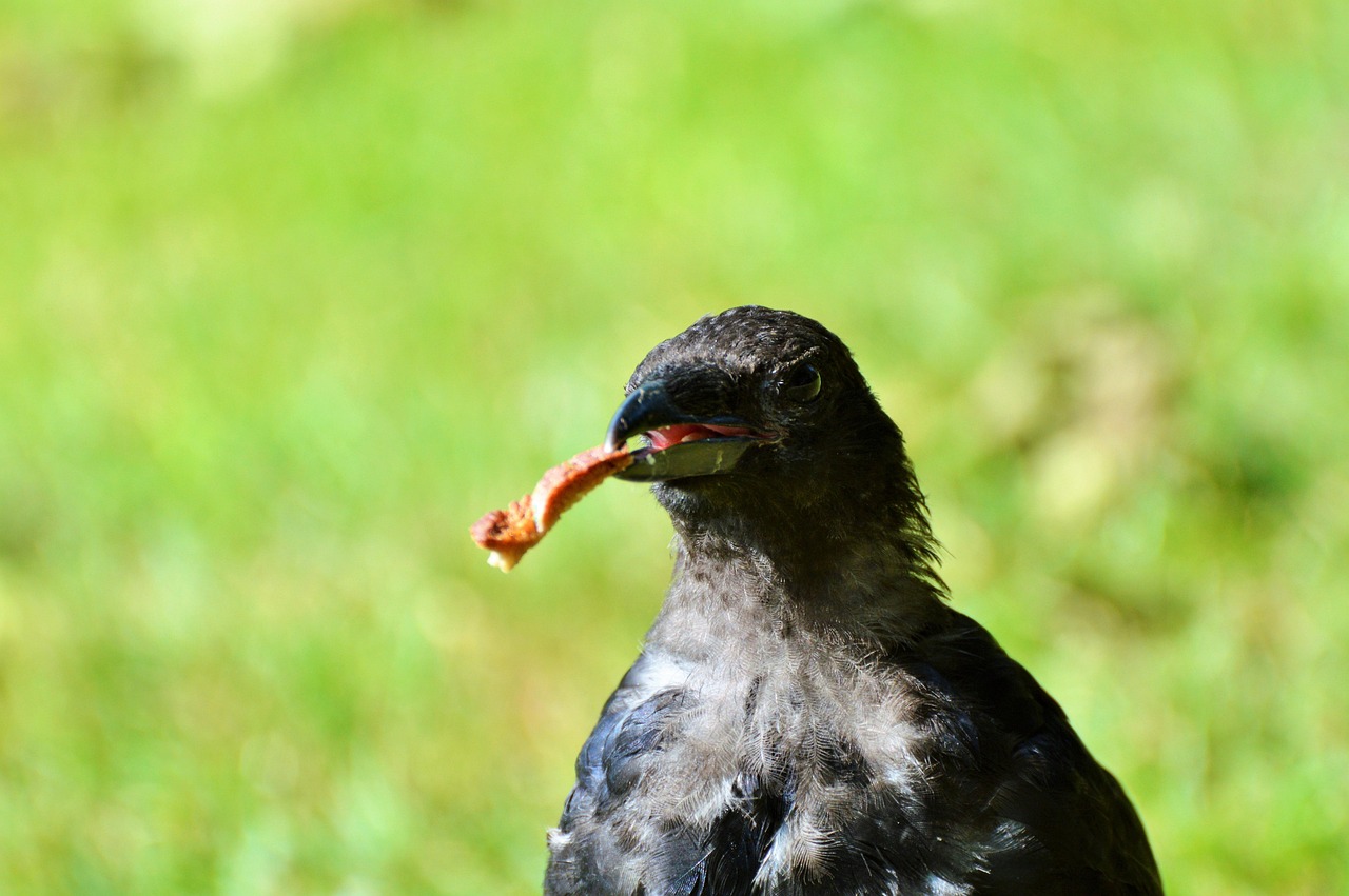 Crow Raven Bird Carrion - Free photo on Pixabay