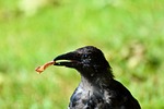 12 Raven for Synonyms. Similar words for Raven for.