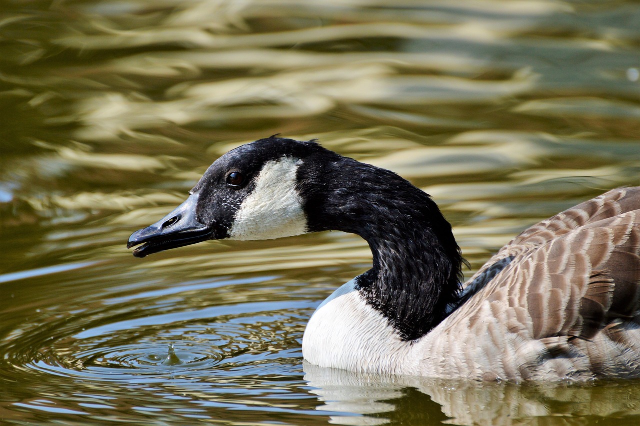 Wildgans Gans Wasservogel - Kostenloses Foto auf Pixabay - Pixabay