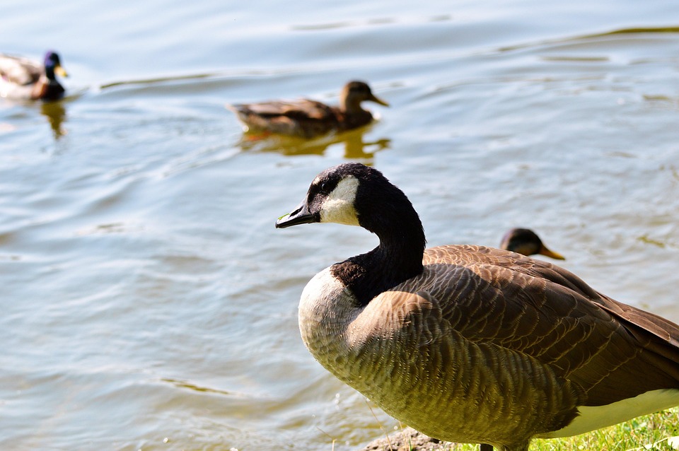 Wild Goose Angsa Burung Air - Foto gratis di Pixabay - Pixabay