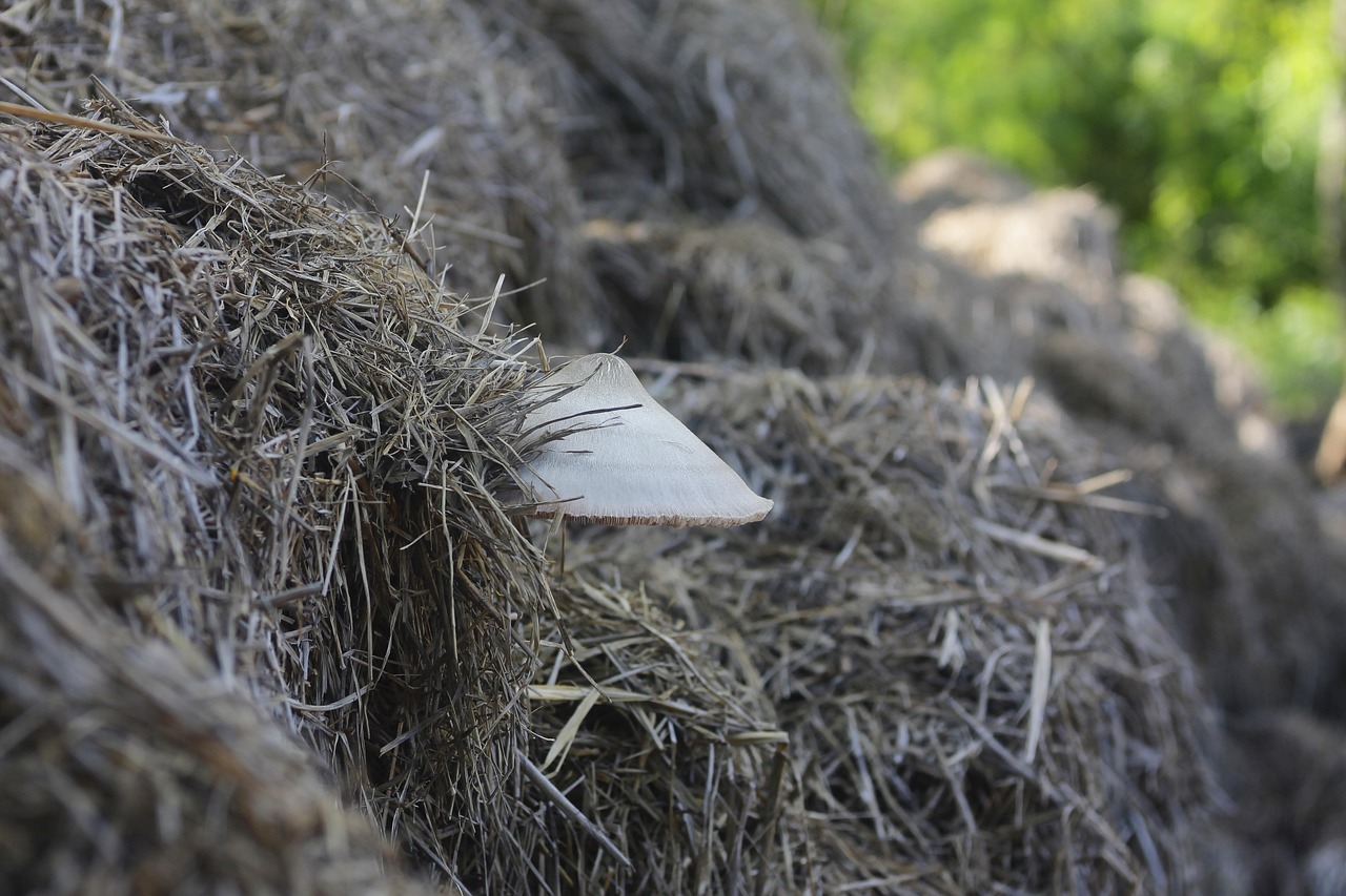 Straw Mushroom Nature - Free photo on Pixabay