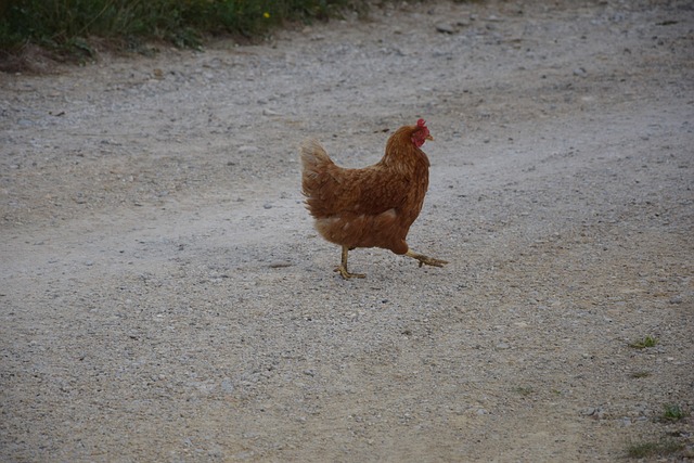 Poulet Poule Agriculture La - Photo gratuite sur Pixabay - Pixabay