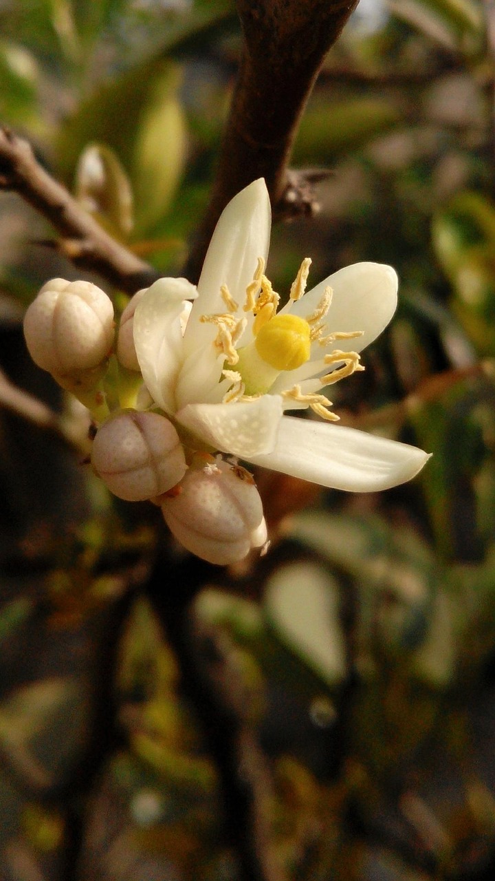Fleur Citron Chaux - Photo gratuite sur Pixabay - Pixabay