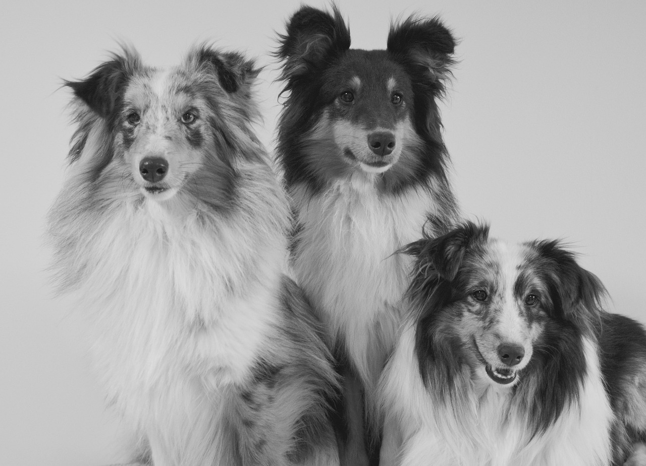 800+ Free Sheepdog & Shetland Sheepdog Images - Pixabay