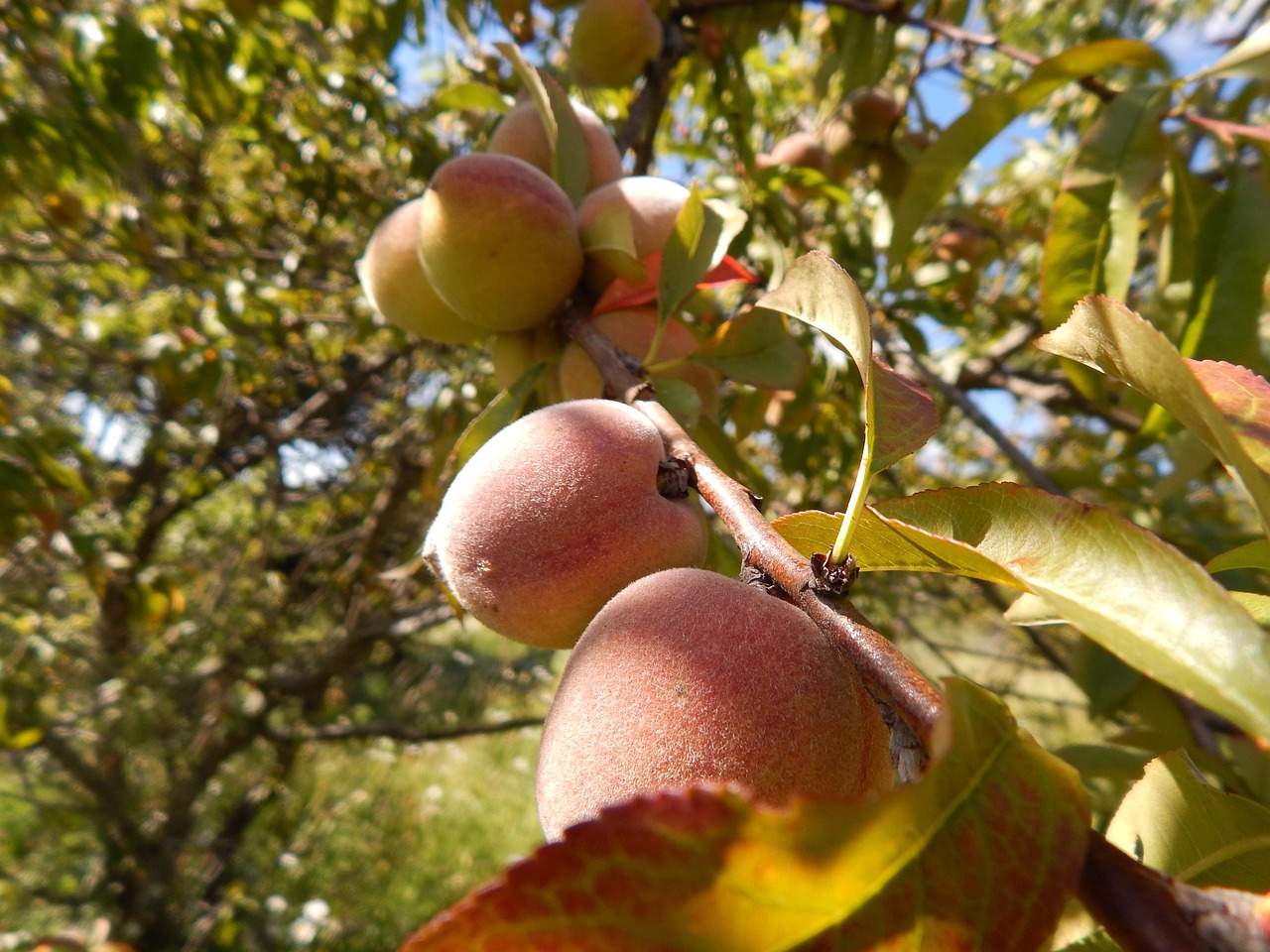 Plantar Flor De Pessegueiro Fruta - Foto gratuita no Pixabay - Pixabay