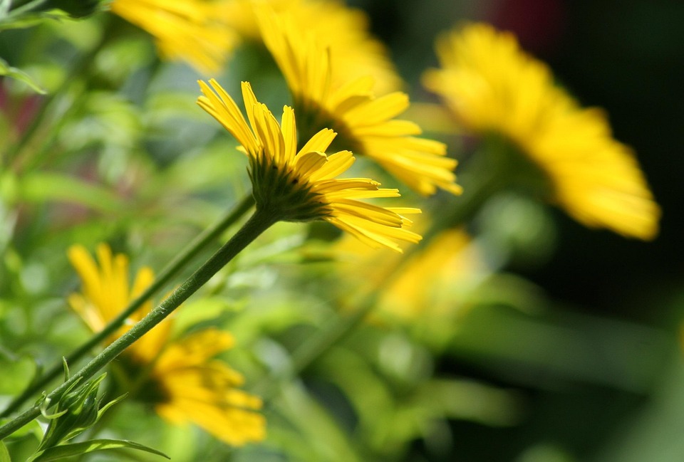 Flower Bloom - Free photo on Pixabay