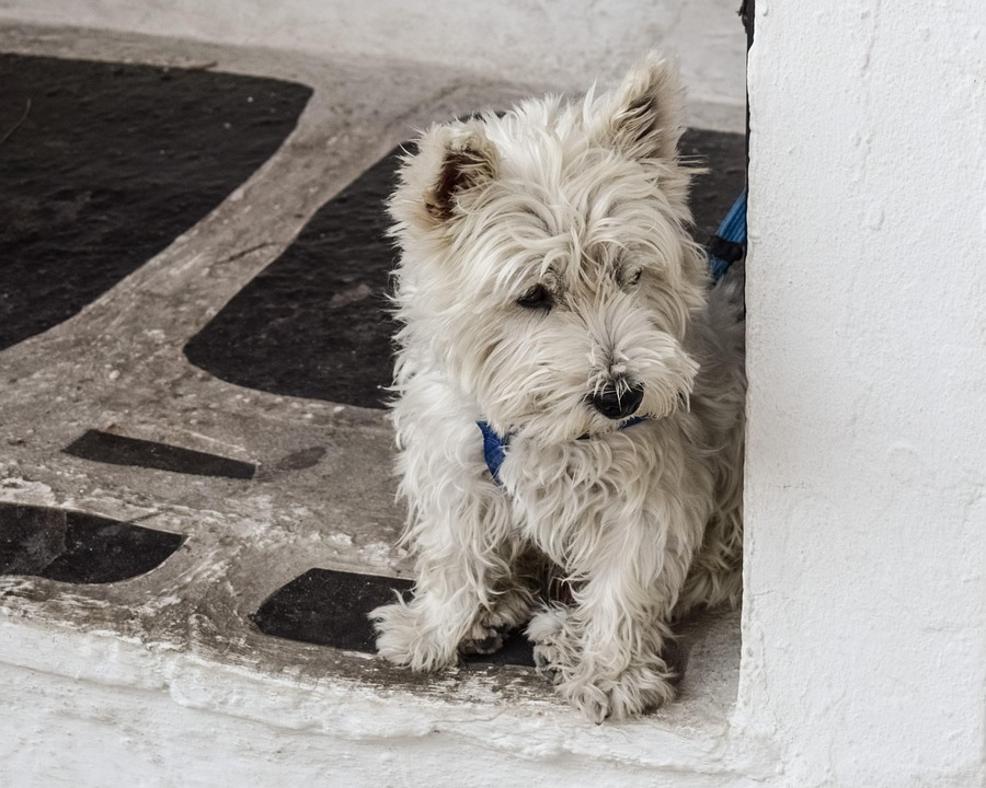 Dog Young Pet - Free photo on Pixabay