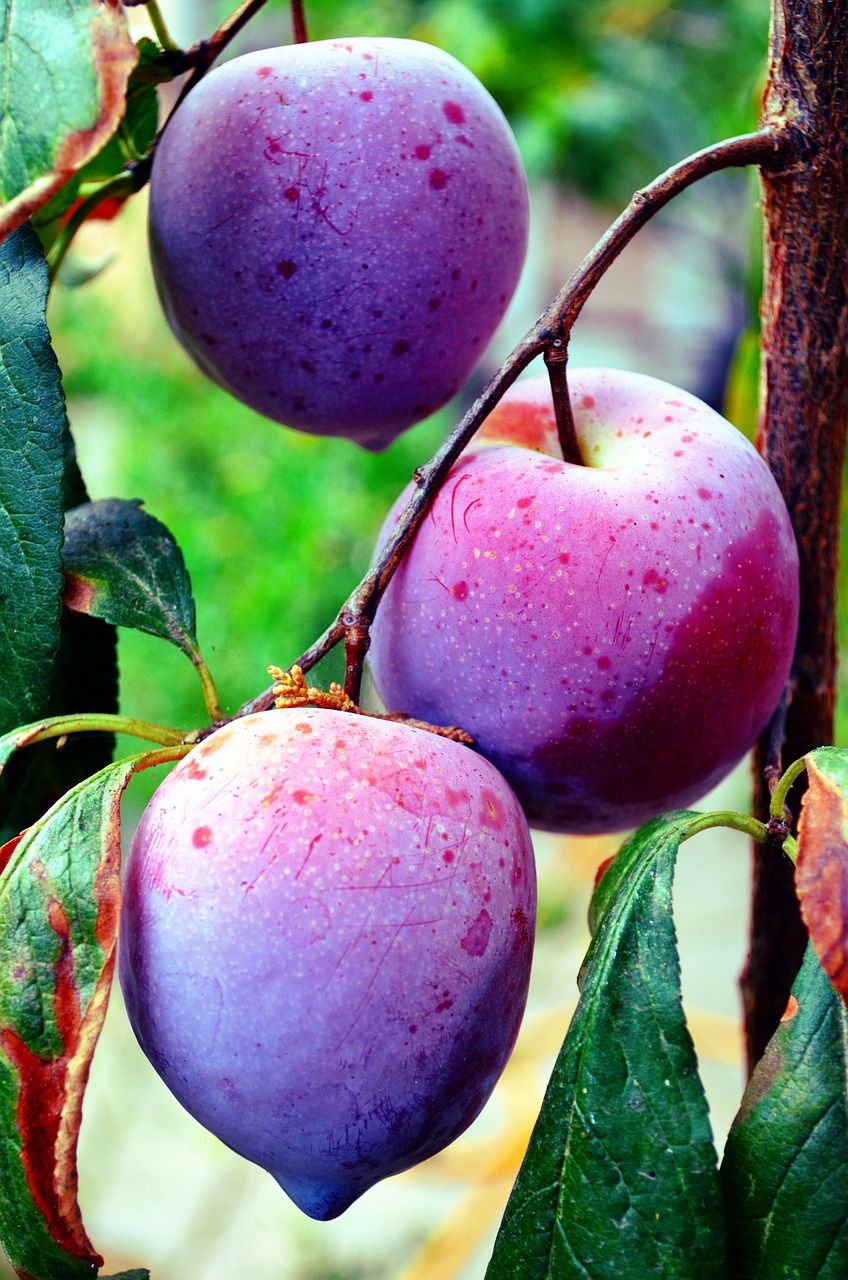 Plum Fruit Food Free Photo On Pixabay Plum Fruit Food Free Photo On Pixabay