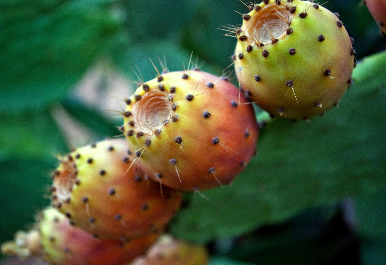 Opuntia Ficus-Indica Figues De - Photo gratuite sur Pixabay