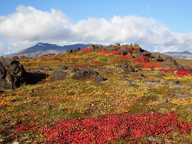 400+ Free Tundra & Nature Images - Pixabay