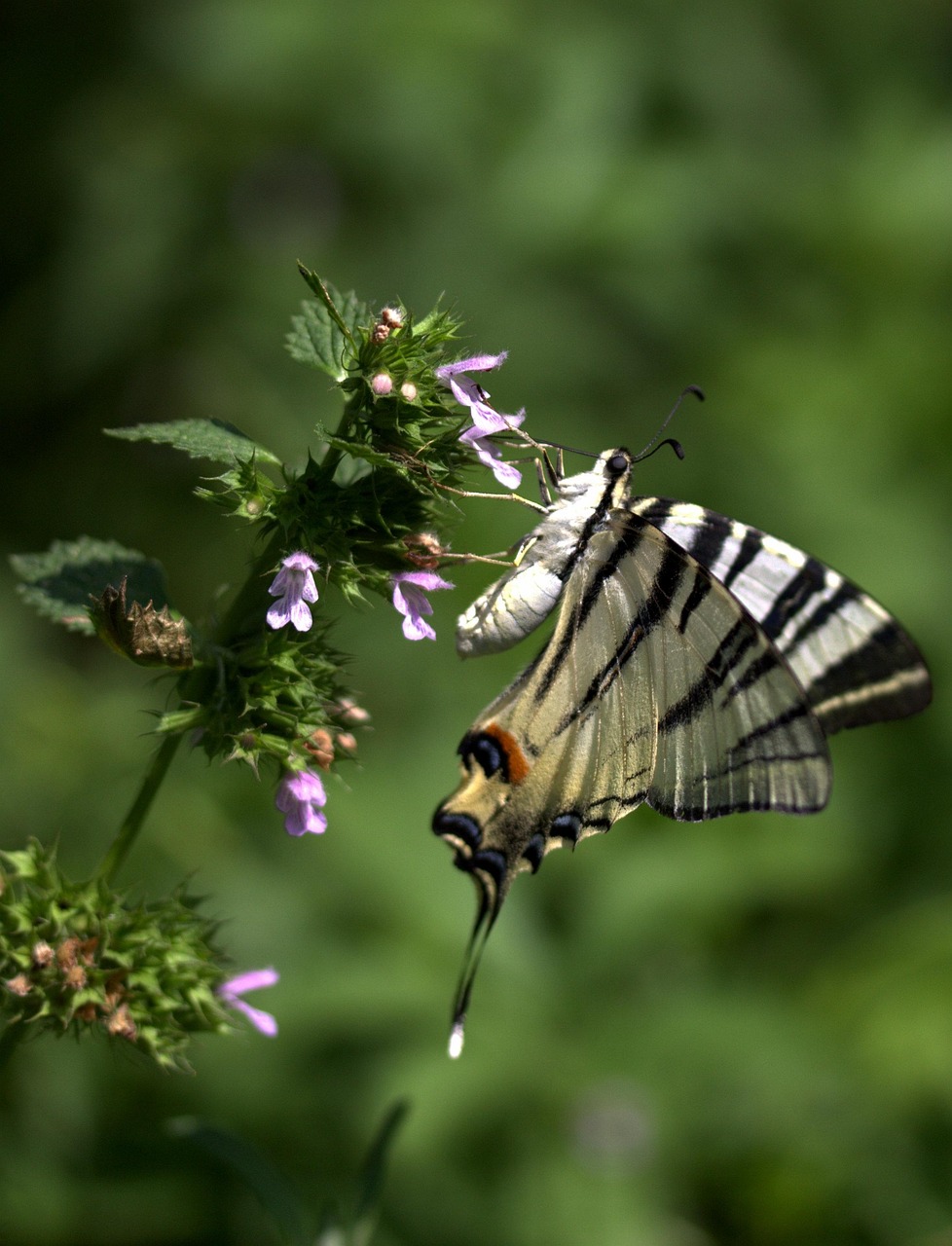 Peste 1.000 de imagini gratuite cu Randunica și Fluture - Pixabay
