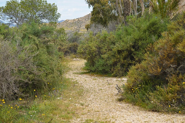 Country Road Path Nature Calm - Free photo on Pixabay - Pixabay