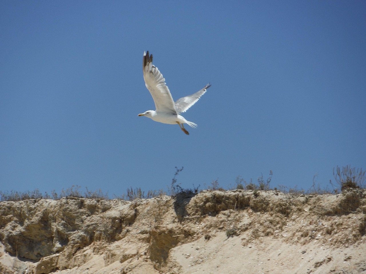 Mouette Oiseau - Photo gratuite sur Pixabay - Pixabay