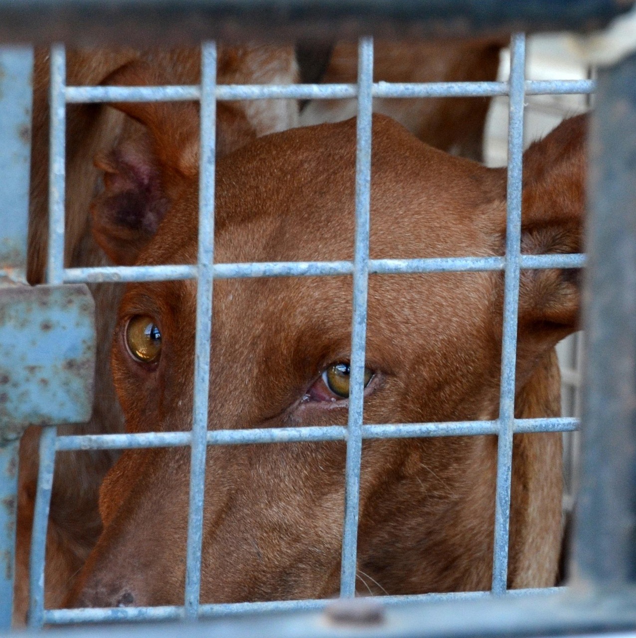 40,000+ Free Animal Cruelty & Animal Images - Pixabay