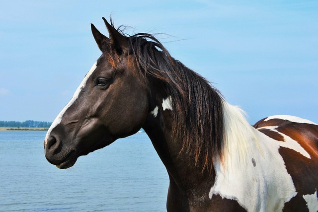10.000 + Pinto Horse e Natura immagini gratis - Pixabay