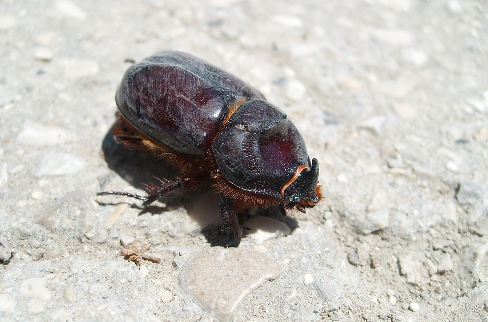 Macro Nature Beetle The - Free photo on Pixabay - Pixabay
