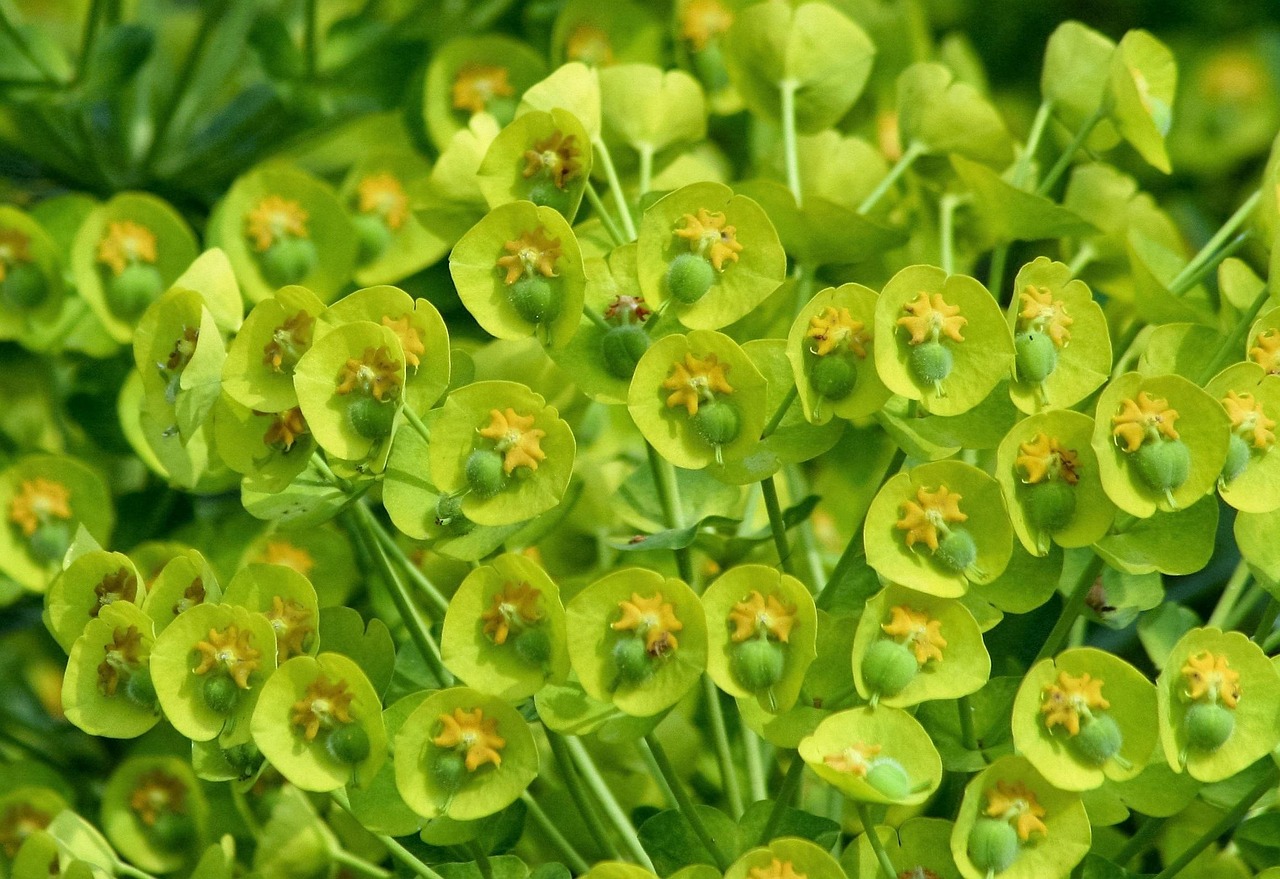 900+ Free Martin'S Spurge & Aston Martin Images - Pixabay