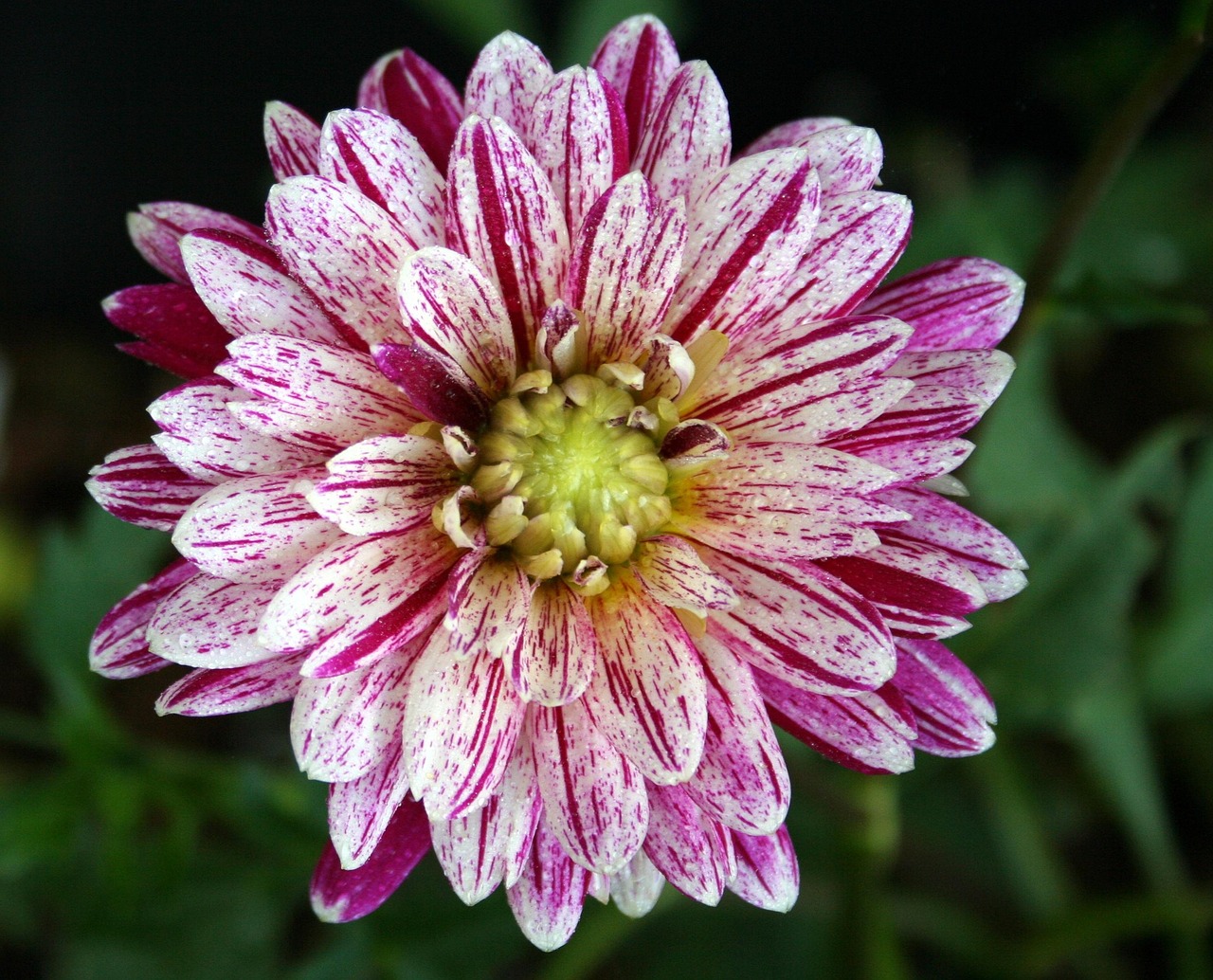 花 盛开 - Pixabay上的免费照片 - Pixabay
