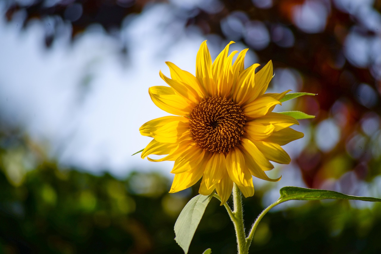 Bunga Matahari Bloom Kuning Musim - Foto gratis di Pixabay - Pixabay