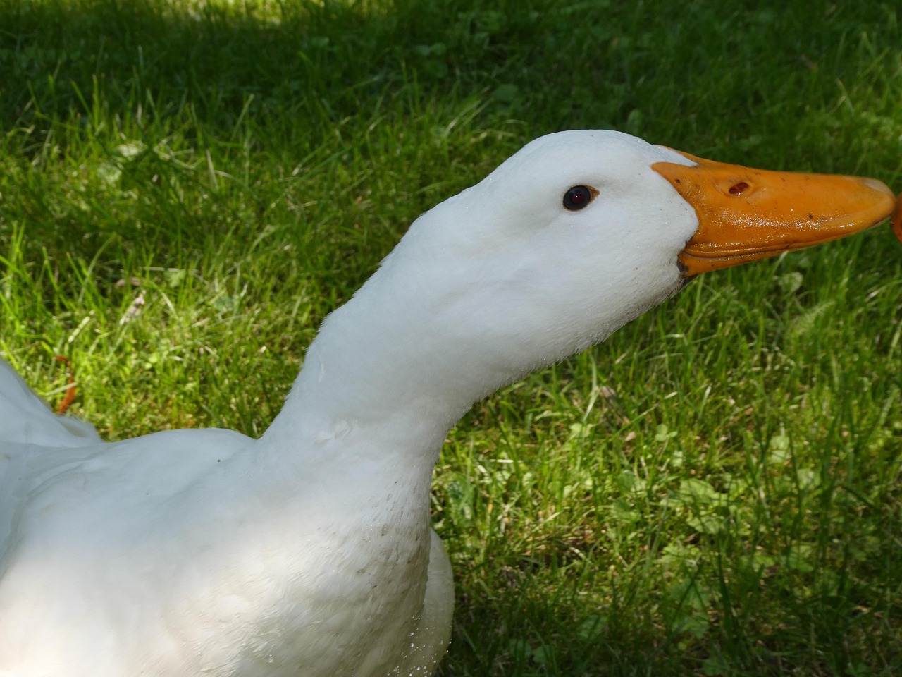 Reach Duck Nudge - Free photo on Pixabay - Pixabay
