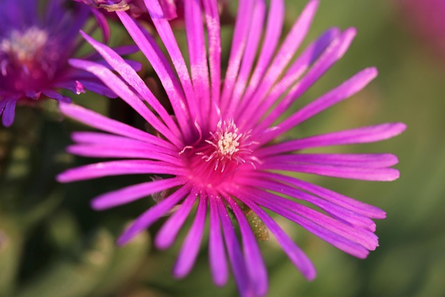 Aster Novae Angliae Flower Plant - Free photo on Pixabay - Pixabay