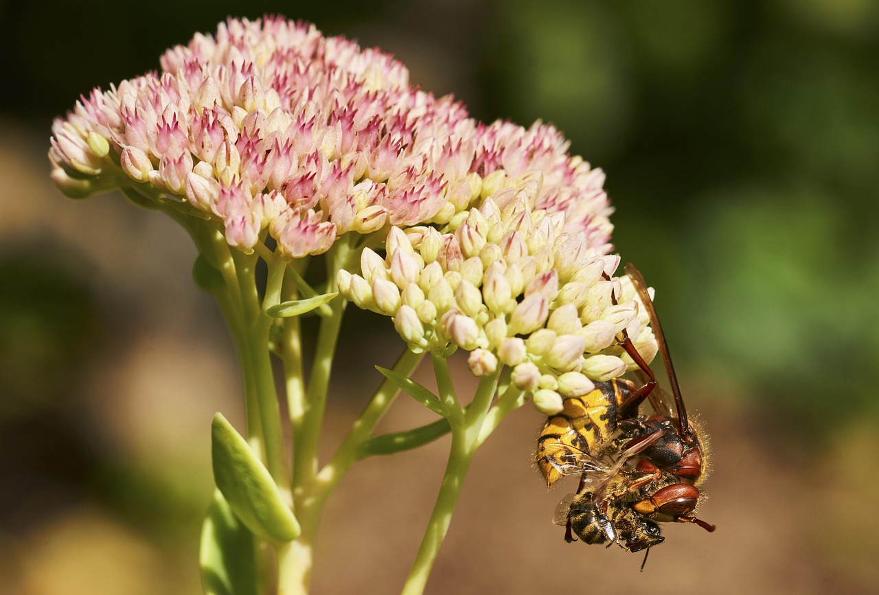 3,000+ Free Die Of Death & Nature Images - Pixabay