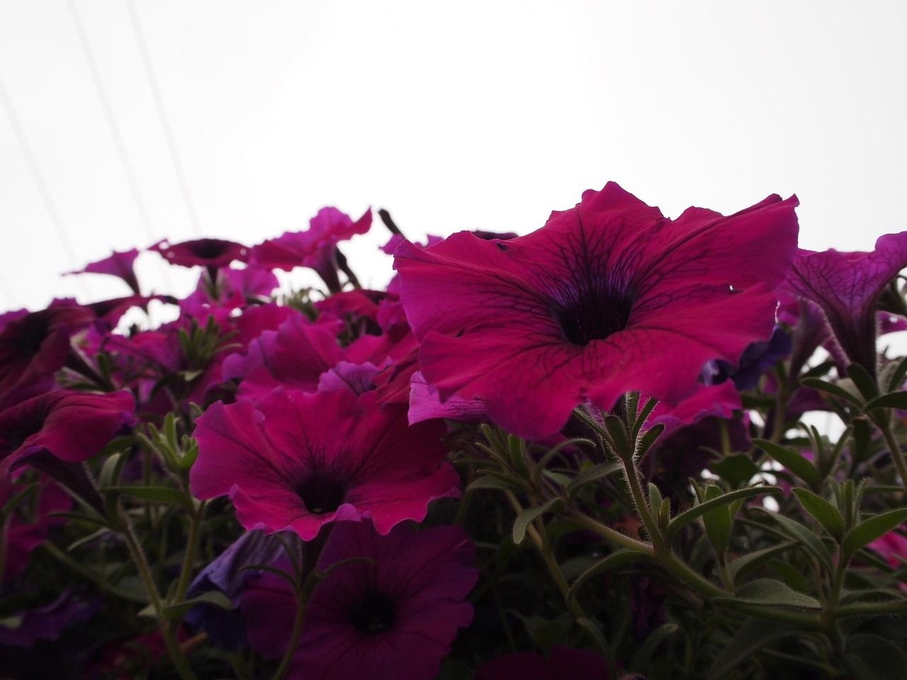 Mauve Fleurs Floral - Photo gratuite sur Pixabay - Pixabay