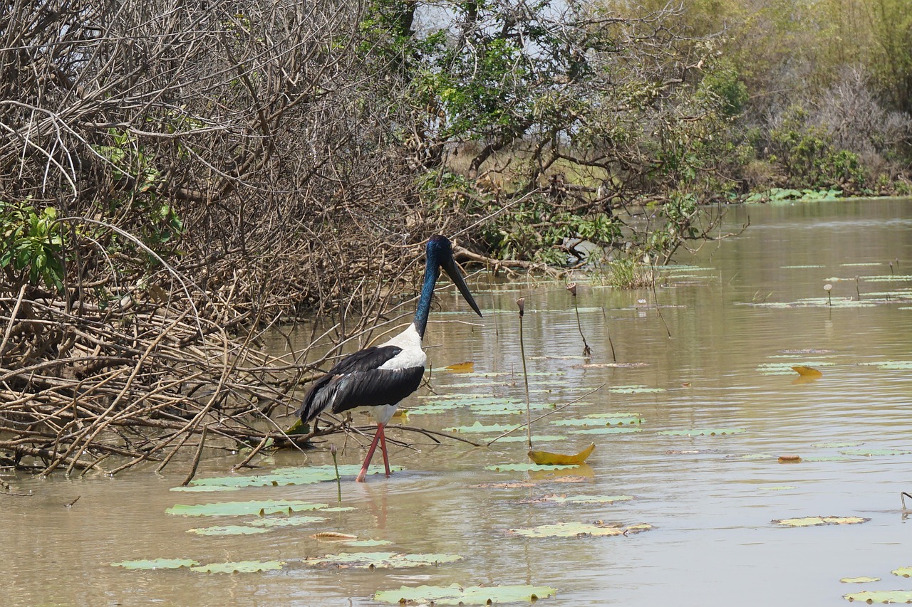 Jabiru Bird Australia - Free photo on Pixabay