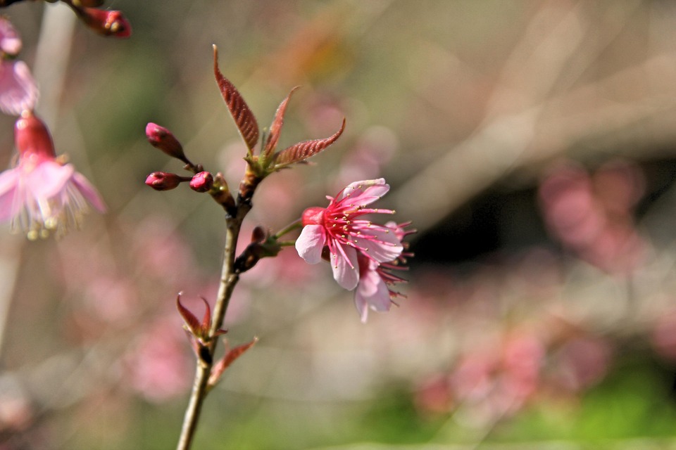 Muangthai Cherry Thailand Chiang - Free photo on Pixabay