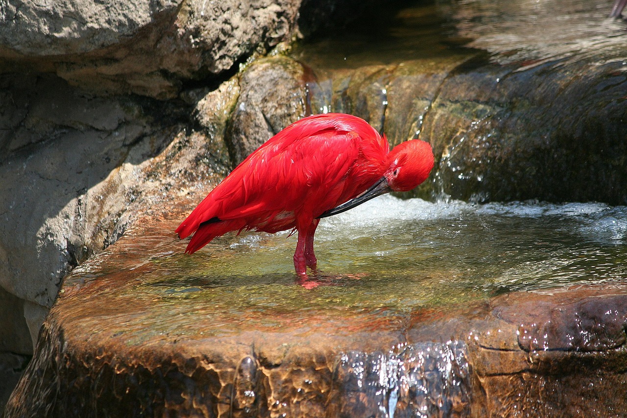Animal Pájaro Ibis Escarlata - Foto gratis en Pixabay - Pixabay