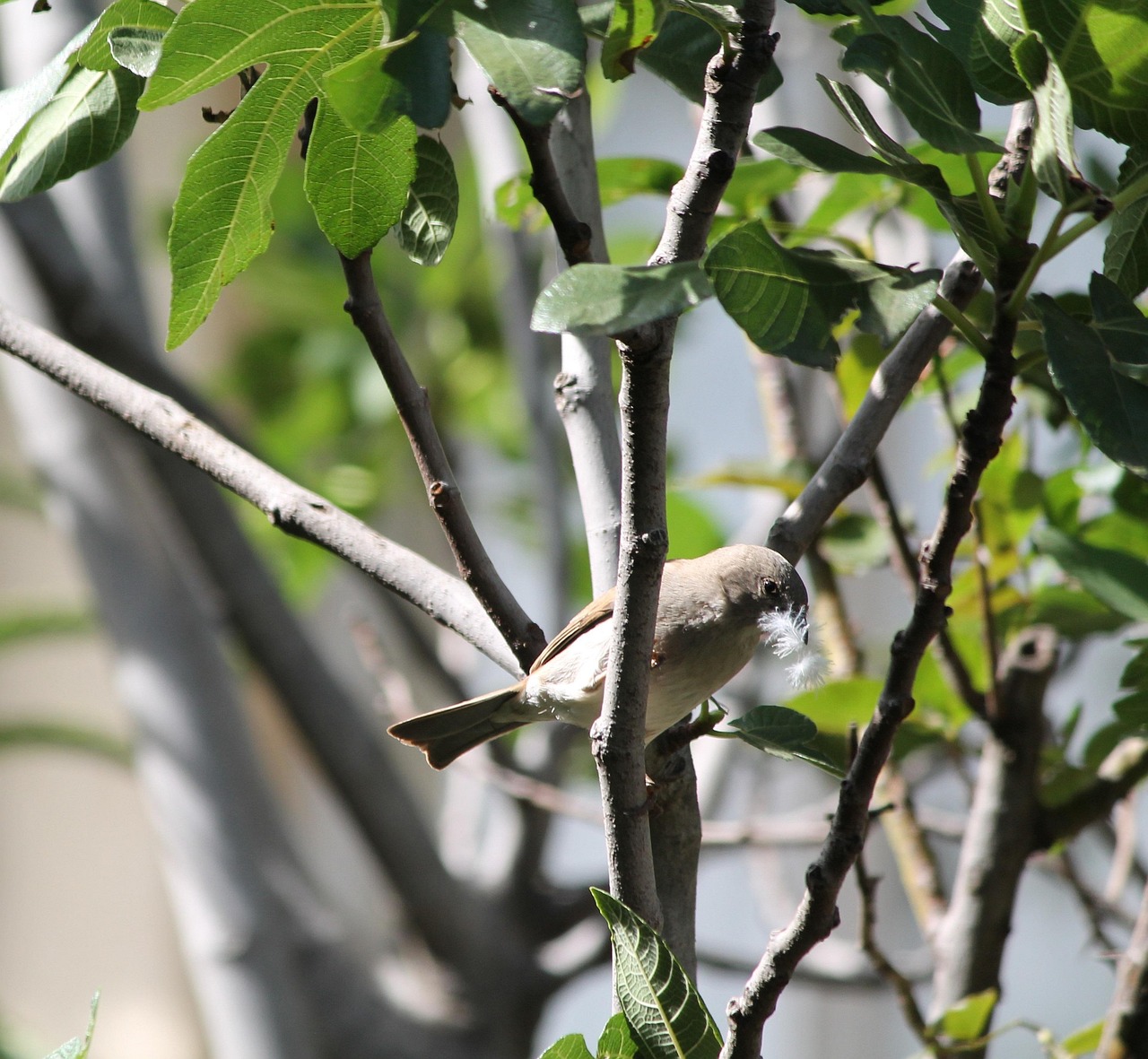 Animal Pájaro Mujer Tejedora - Foto gratis en Pixabay - Pixabay