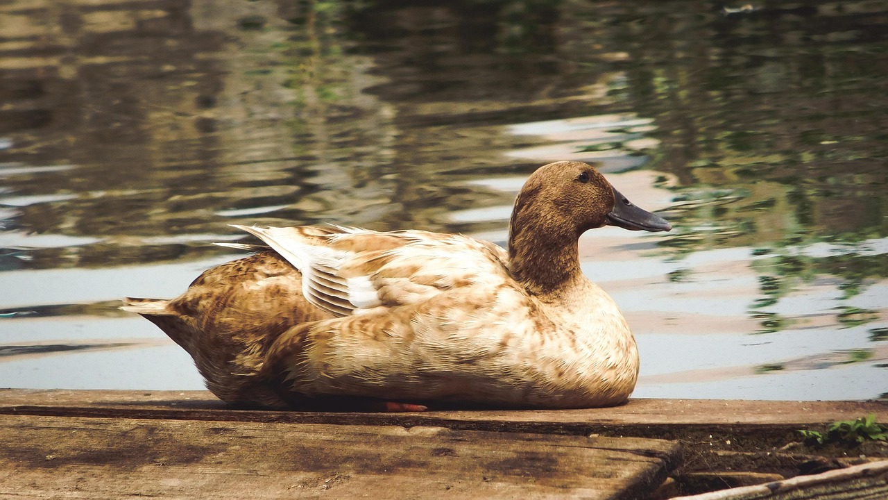 Nature Duck Bird - Free photo on Pixabay - Pixabay