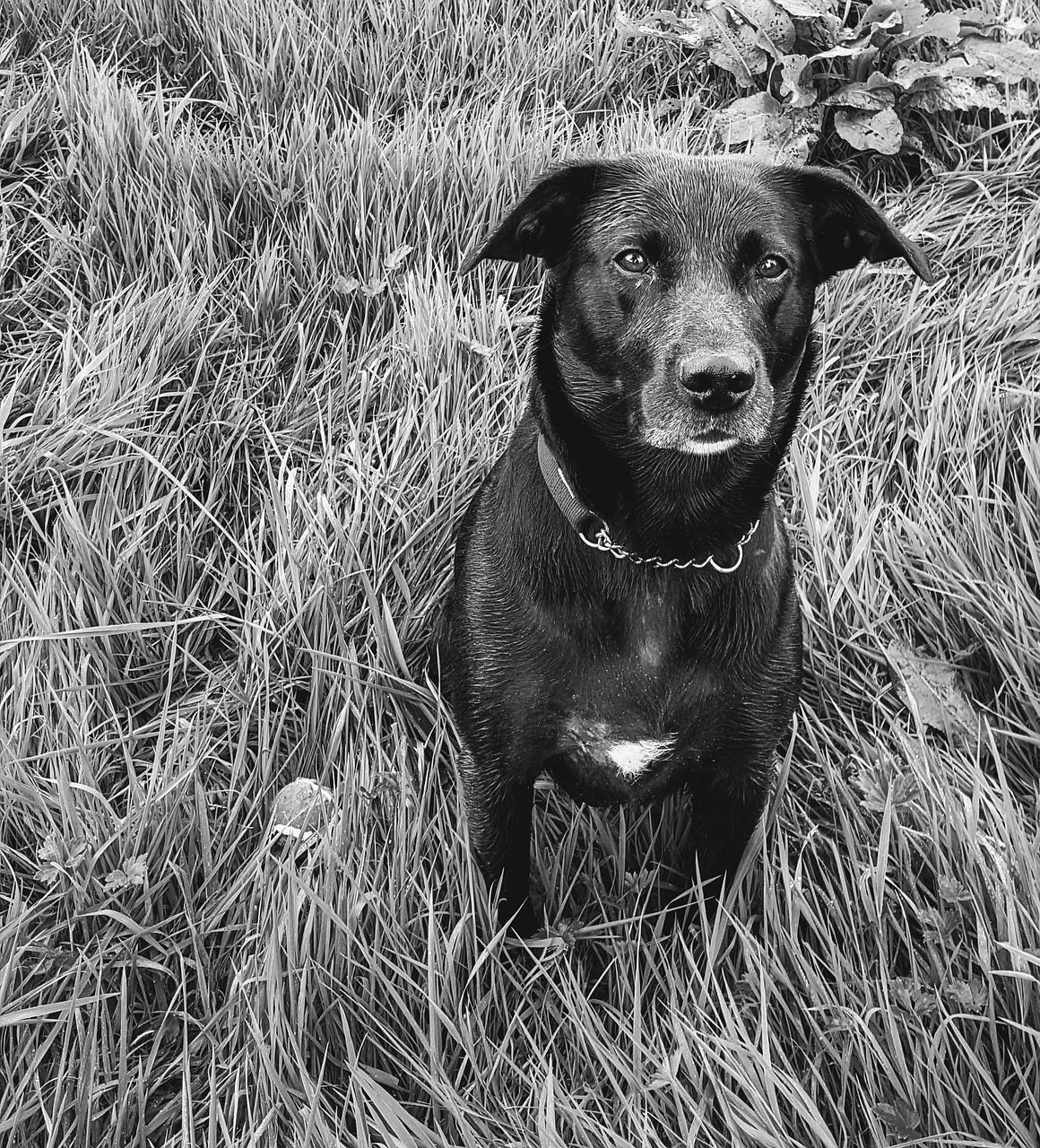 Black Labrador Dog Canine - Free photo on Pixabay
