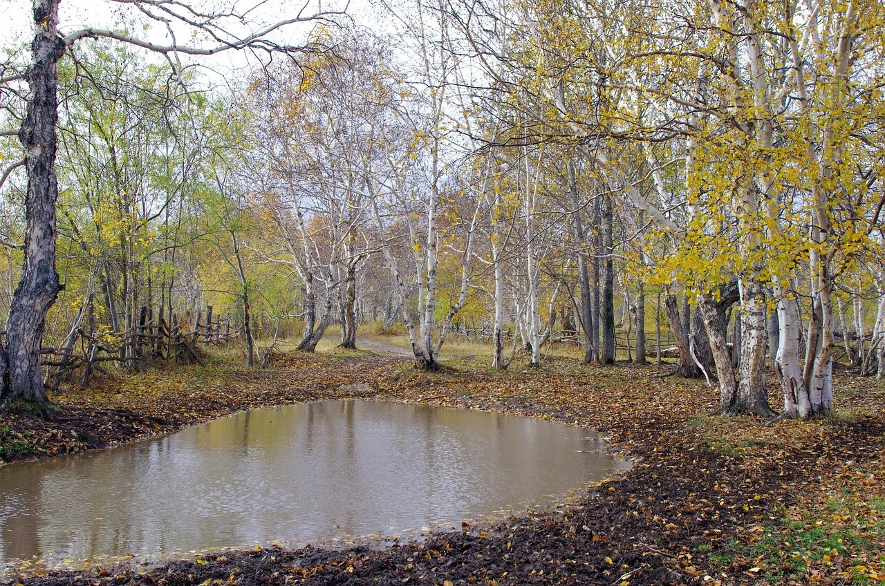 20,000+ Free Late Autumn & Nature Images - Pixabay
