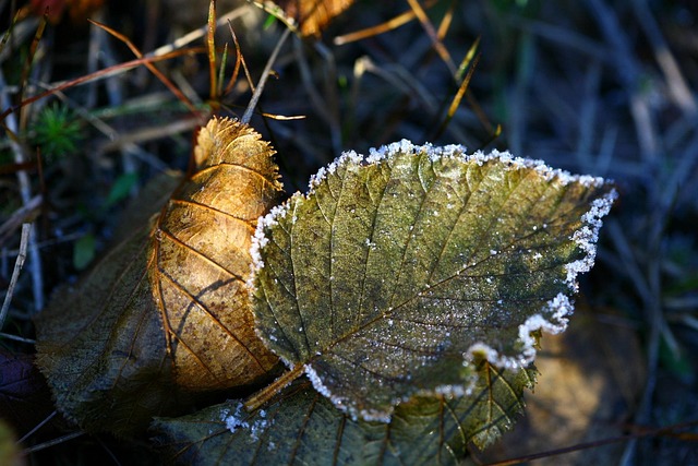 Autumn The First Frost - Free photo on Pixabay - Pixabay