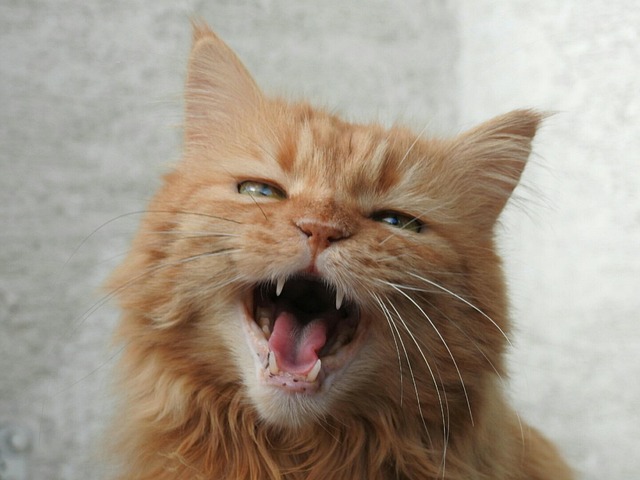 Gato Vermelho Miau - Foto gratuita no Pixabay