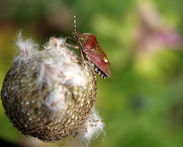 20+ Free Shield Bug & Insect Images - Pixabay