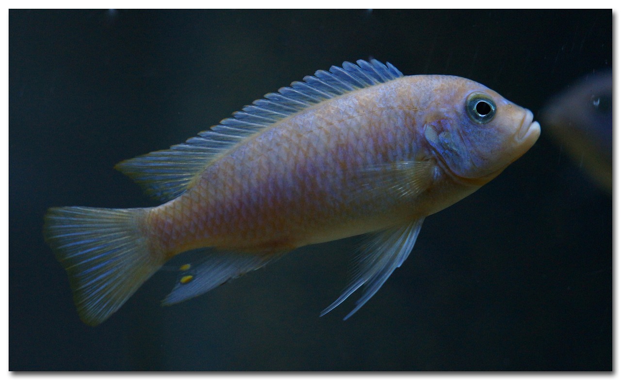 Metriaclima Zebra