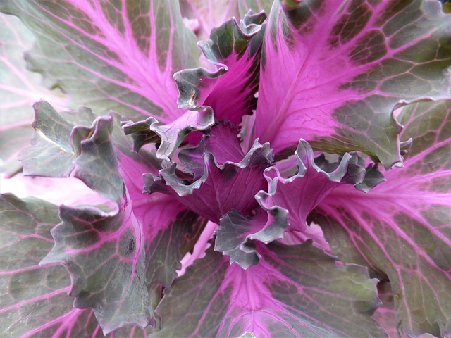 Kohl Makro - Kostenloses Foto auf Pixabay - Pixabay
