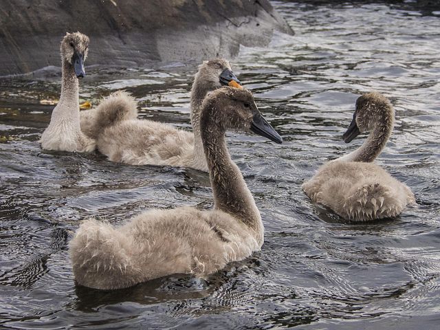 100+ Free Swan Baby & Swan Photos - Pixabay