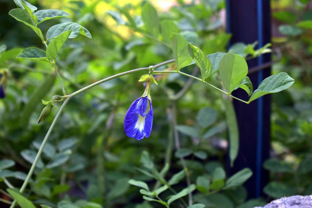 Butterfly Pea Clitoria Ternatea - Free photo on Pixabay