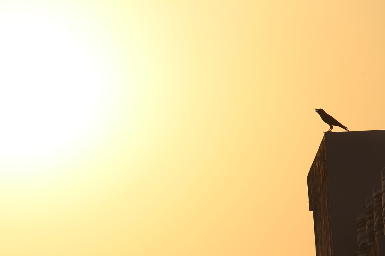 Crow Sunset Dawn - Free photo on Pixabay - Pixabay